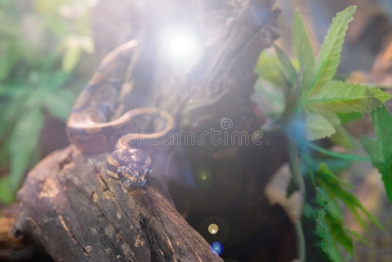 Jeune Python Sur L'arbre Dans La Jungle. Gros Serpent Dangereux. Image ...