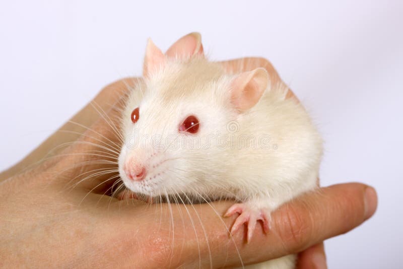 Rat blanc image stock. Image du blanc - 3175833