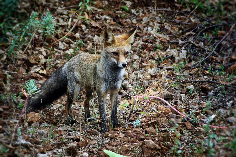 Jeune renard rouge photo stock. Image du mignon, nature - 73734904