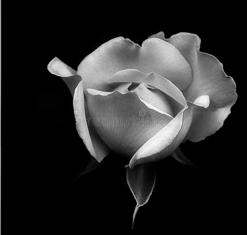 Jeune Rose Blanche En Noir Et Blanc Image stock - Image du pétales ...