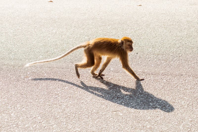 Jeune Singe Brun Mignon Marchant Sur La Route Image stock - Image du ...