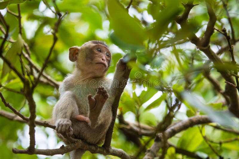 Jeune Singe Macaque Accroupi Sur La Branche D'arbre Regardant Au Loin ...