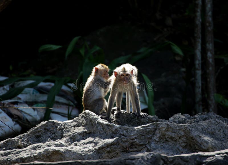 Jeune Singe Trouvant Des Poux Image stock - Image du nettoyage, jeune ...
