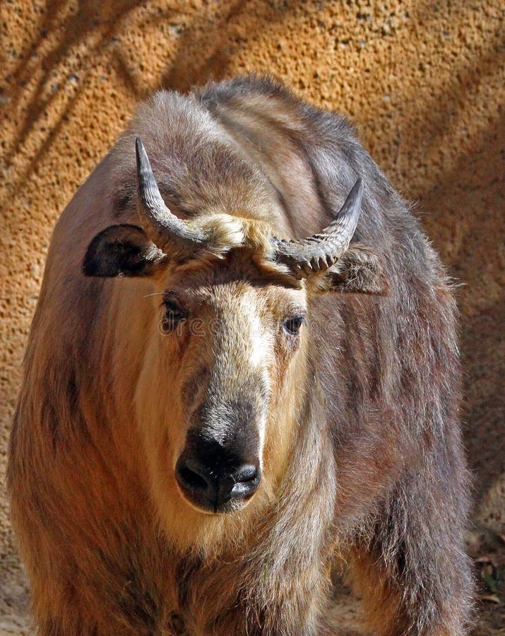 Jeune Takin Bull photo stock. Image du troupeau, fourrure - 29269818