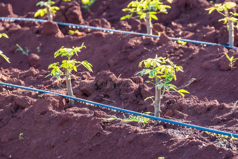 Jeune Usine De Manioc Dans Le Champ Image stock - Image du ferme ...