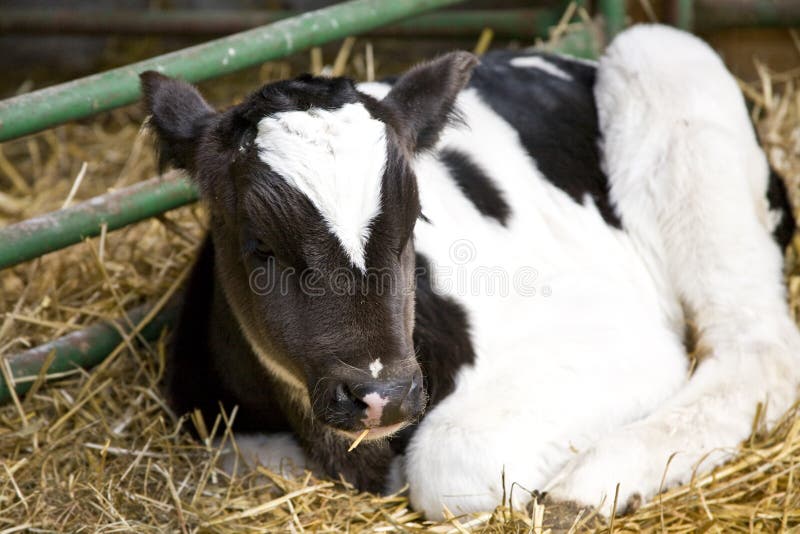 Jeune Veau Dans Une Crèche Pour Des Vaches Image stock - Image du ...