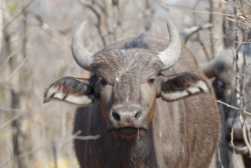 Buffle photo stock. Image du buffle, mammifère, kruger - 6865116