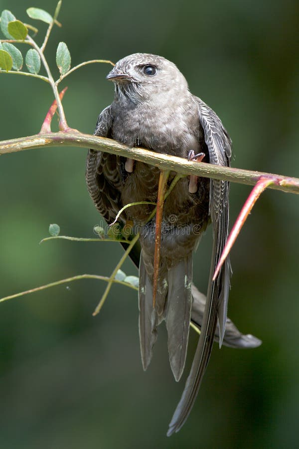 Jeunes APU Eurasiens Rapides/APU Photo stock - Image du oiseau, noir ...