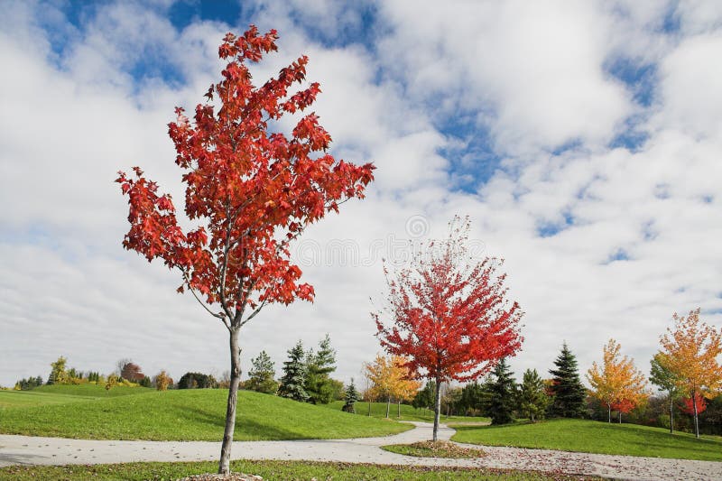 Jeunes Arbres D'érable En Automne Image stock - Image du soleil ...