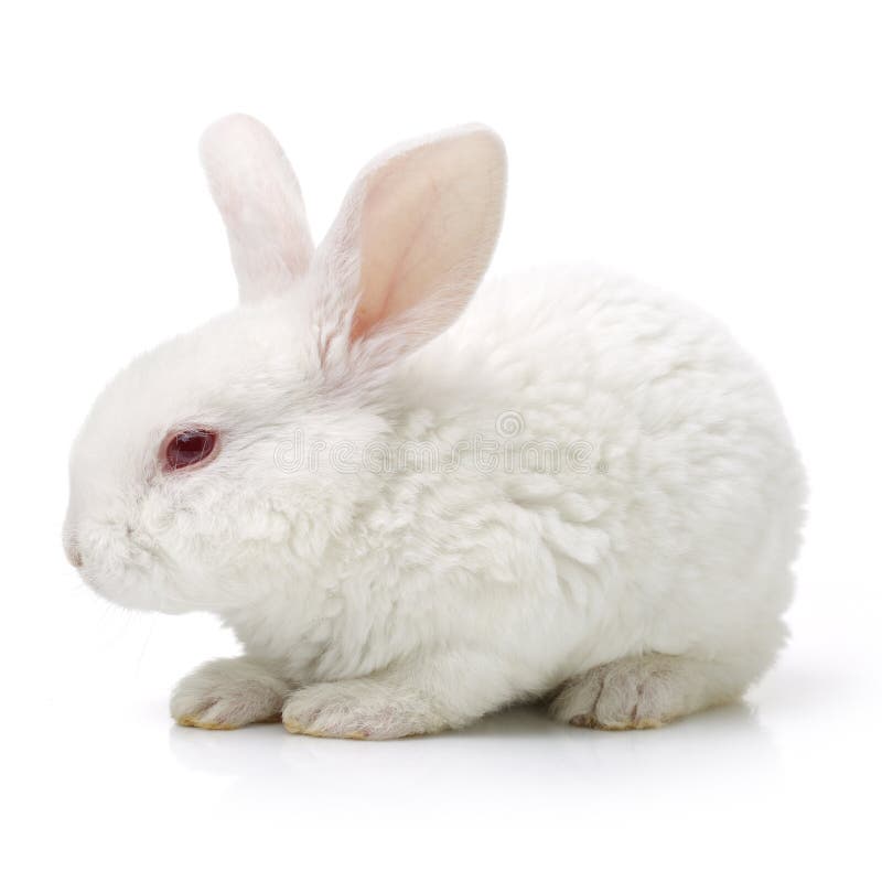 Lapin Timide Blanc Avec Les Yeux Rouges Photo stock - Image of sauvage ...