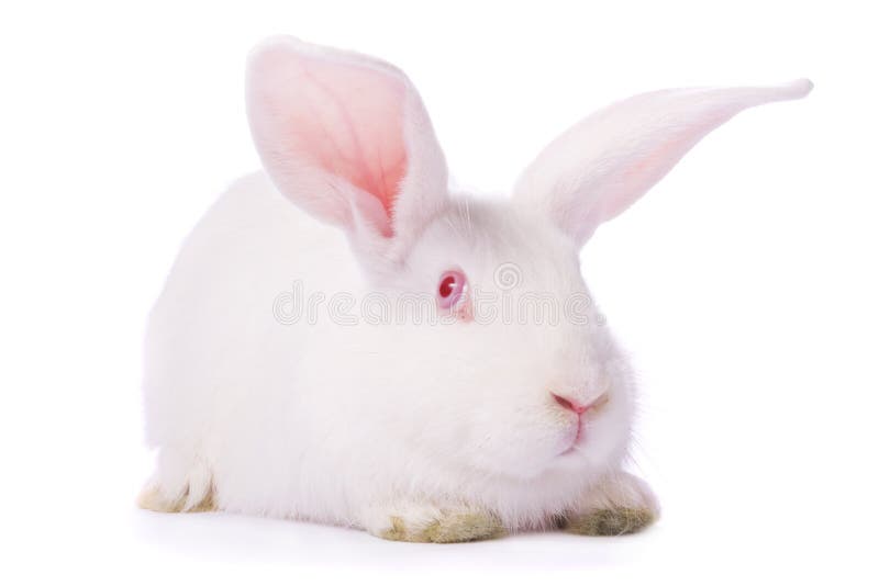 Lapin Timide Blanc Avec Les Yeux Rouges Photo stock - Image of sauvage ...