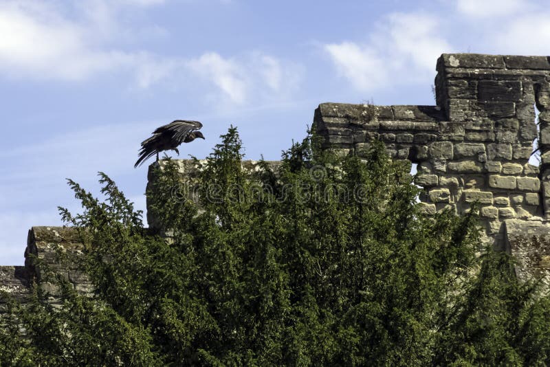Jeunes Condor Andin/gryphus De Vultur Photo stock - Image du amérique ...