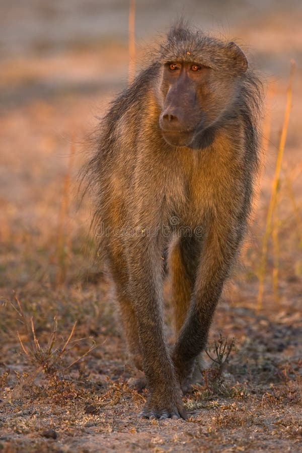 Jeune Babouin, Stationnement National D'amboseli, Kenya Image stock ...