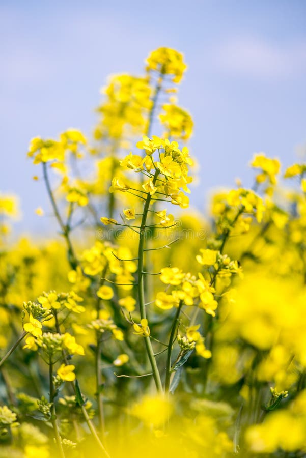 Jeune colza photo stock. Image du neuf, propre, scène - 52704962