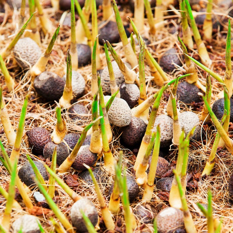 Pousse De Jeunes Plantes De Rotin Photo stock - Image du contexte, fond ...