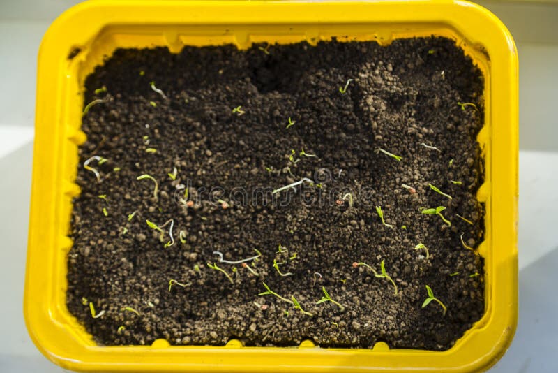 Semer Des Graines De Tomates Dans Un Plateau De Germination Photo stock ...
