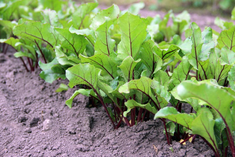 Jeunes Pousses De Betterave Image stock - Image du jeune, semailles ...