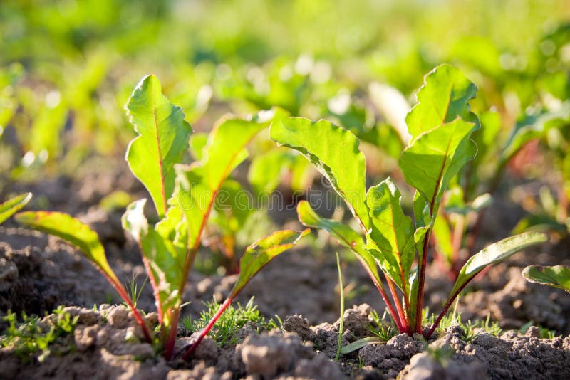 Jeunes Pousses De Betterave Image stock - Image du croissance ...