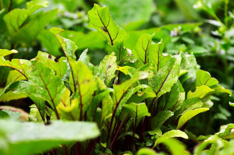 Jeunes Pousses De Betterave Image stock - Image du croissance ...