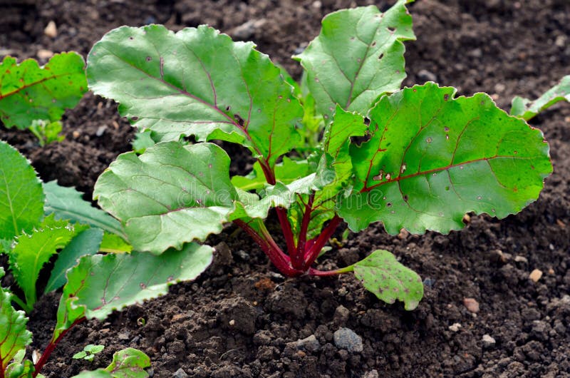 Jeunes Pousses De Betterave Photo stock - Image du betterave, jeunes ...
