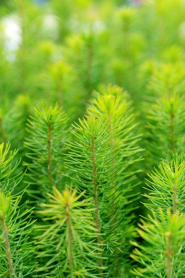 Jeunes pousses de pin. image stock. Image du végétation - 13109259