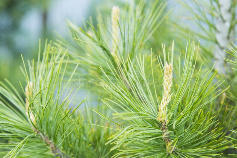 Jeunes pousses de pin. image stock. Image du végétation - 13109259