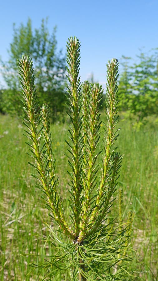 Jeunes pousses de pin. image stock. Image du végétation - 13109259