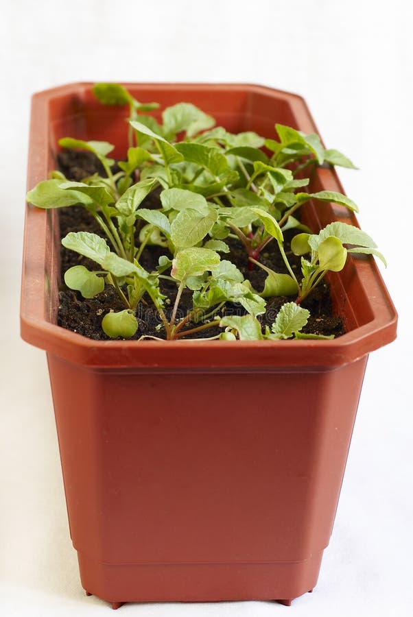 Jeunes Pousses De Centrale De Radis Photos Stock - Téléchargez 165 ...