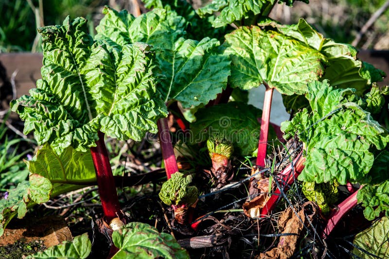 Rhubarbe Rouge De Germination Dans Un Jardin, Pousse, Tige, Usine Photo ...