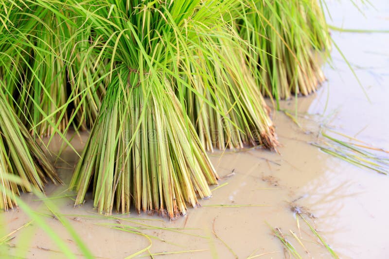 Jeunes pousses de riz photo stock. Image du asie, saison - 77997972