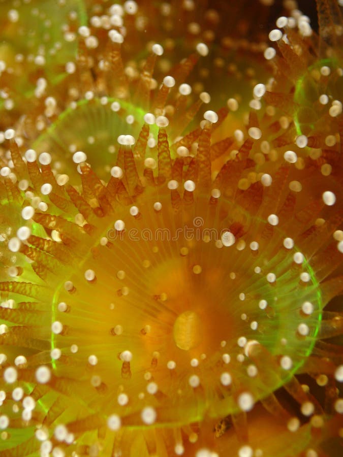 Jewel anemone colony stock image. Image of cnidarian - 22128903
