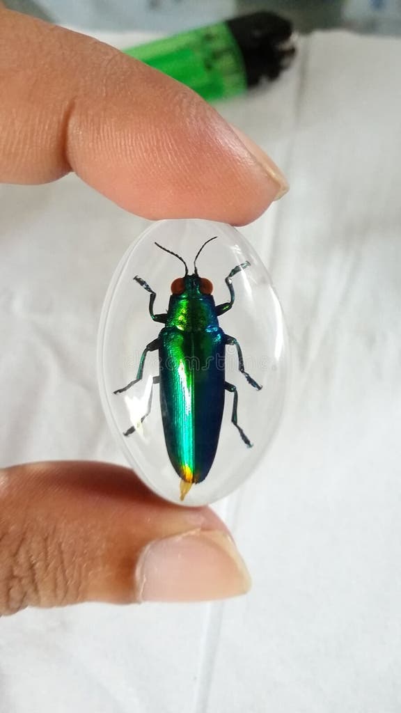 Jewel Beetle Bug Cast in Clear Resin Stock Photo - Image of beetle ...