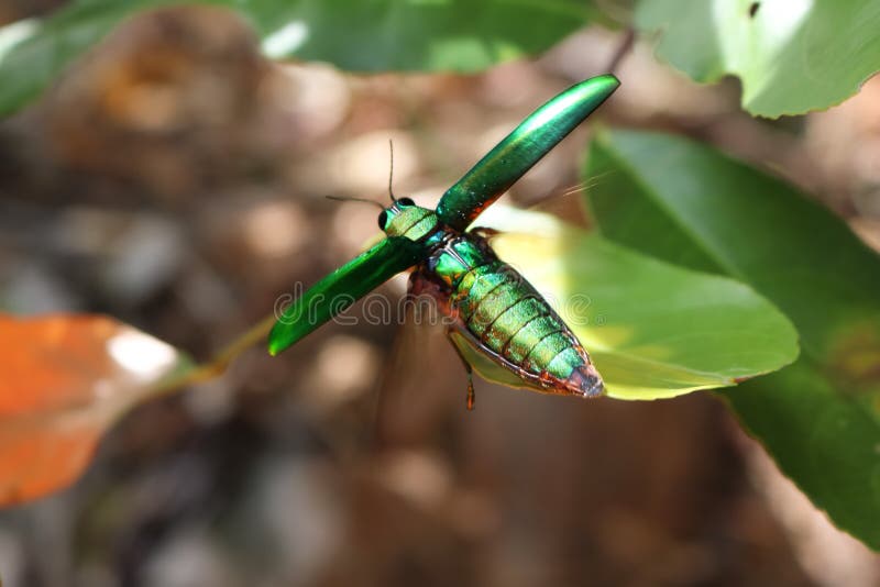 Jewel Beetle, Metallic Wood-boring Beetle. Stock Photo - Image of ...