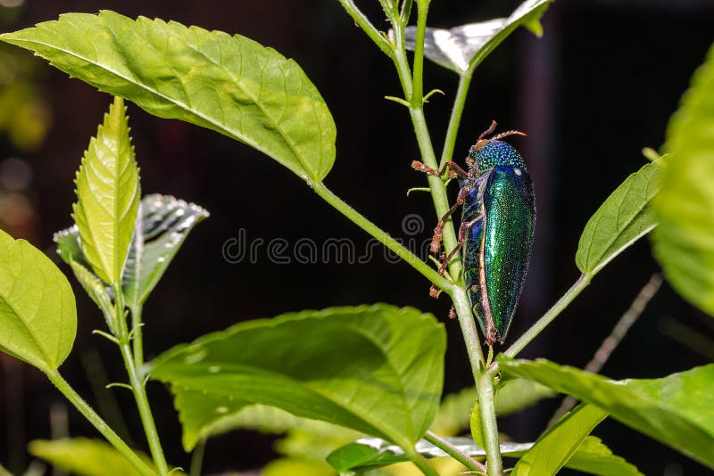 Jewel Beetle Sternocera Ruficornis Stock Image - Image of ruficornis ...