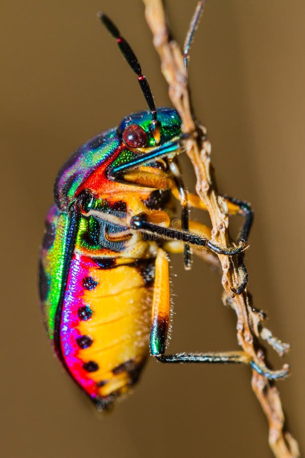 Jewel Bug stock image. Image of closeup, background, cute - 29533075