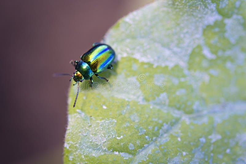 Jewel Bug, Chrysolina Fastuosa Stock Image - Image of glass, chrysolina ...