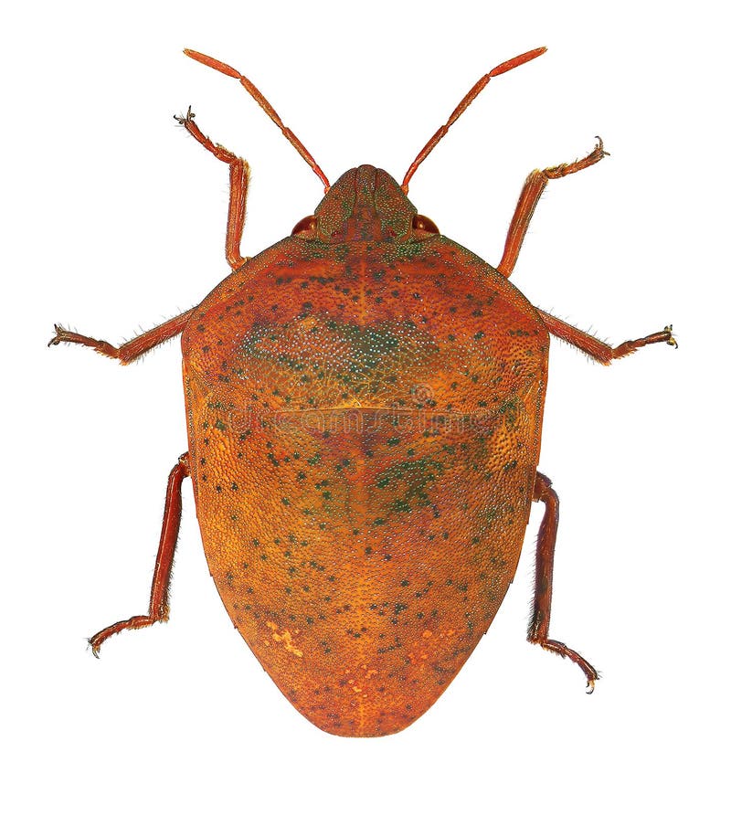 Jewel Bug or Metallic Shield Bug Stock Photo - Image of collection ...