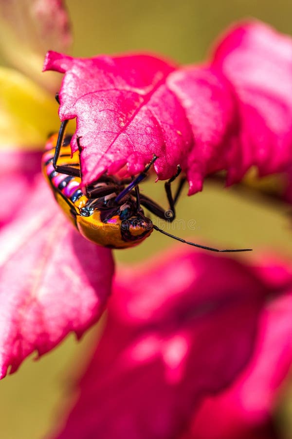 Jewel Bug on pink leaf stock image. Image of beetle, jatropha - 52077567