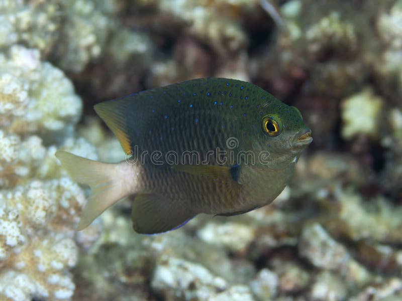 Jewel damselfish stock photo. Image of coral, reef, jewel - 31525024