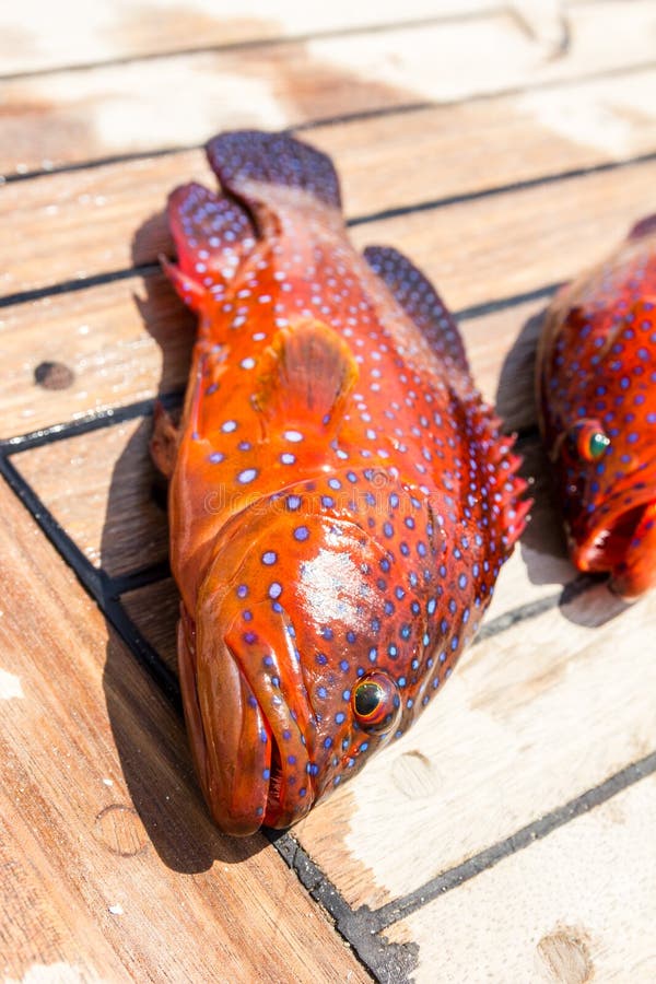 A jewel perch stock image. Image of fishing, wooden, rough - 62296225