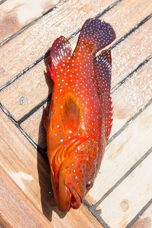 A jewel perch stock image. Image of fished, fishing, jewel - 62296237