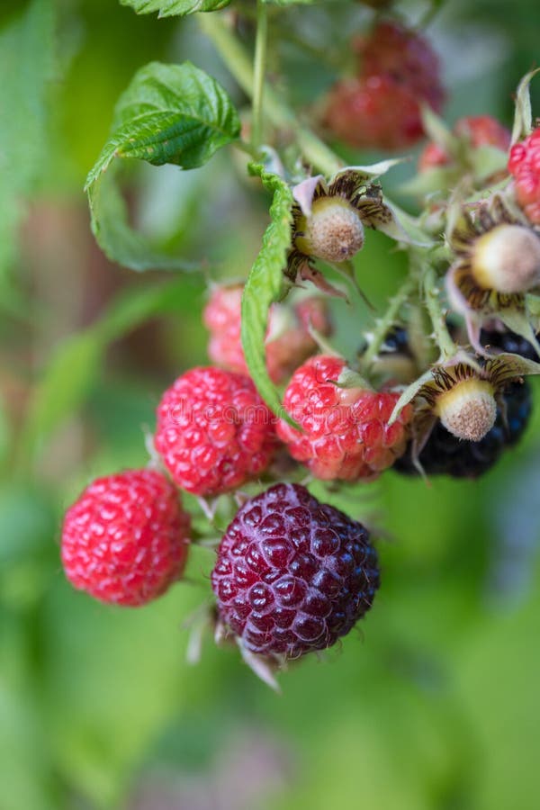 JEWEL raspberry stock image. Image of candy, drink, fruit - 189058457