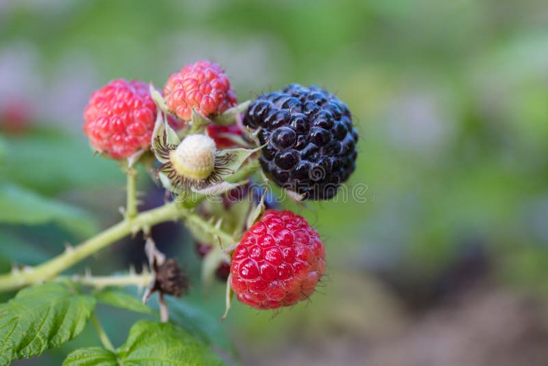 JEWEL raspberry stock photo. Image of fruit, fusion - 189058330