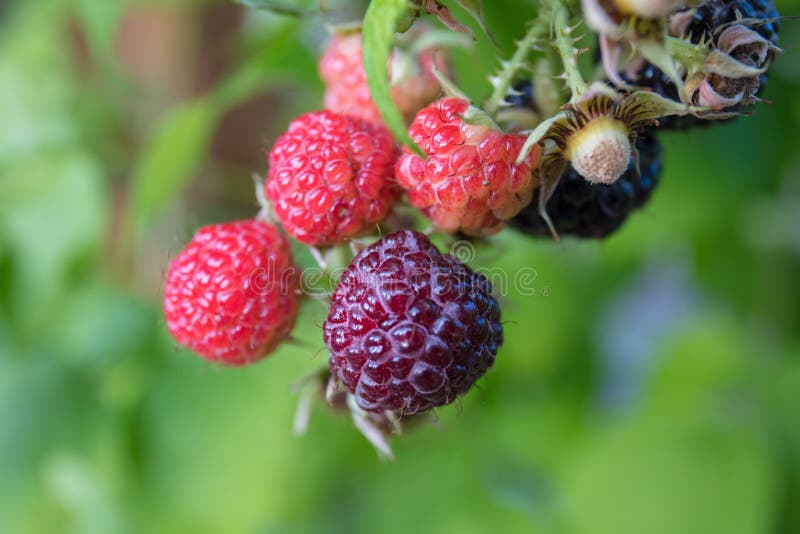 JEWEL raspberry stock image. Image of combo, branches - 189058385