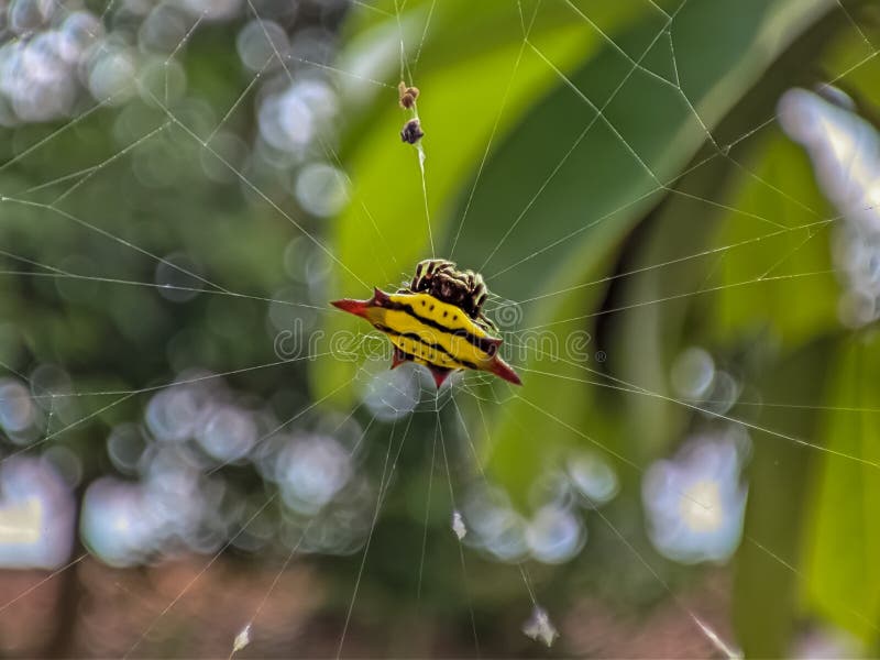 Jewel in a cobweb stock photo. Image of mono, close, covered - 67039800