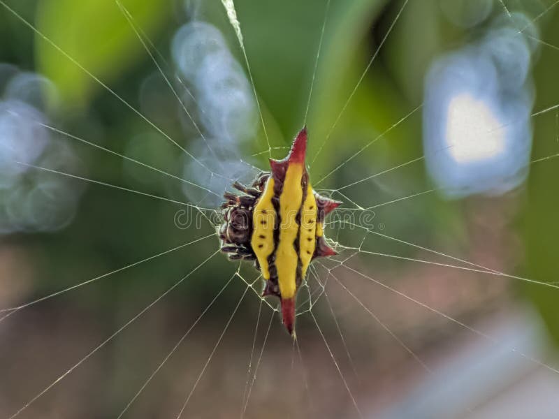 201 Jewel Spider Web Stock Photos - Free & Royalty-Free Stock Photos ...