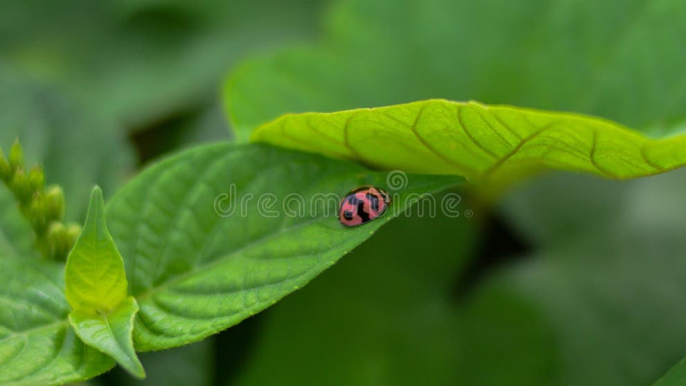 Jewel of the Tiny Creature, a Bug Stock Photo - Image of tiny, green ...