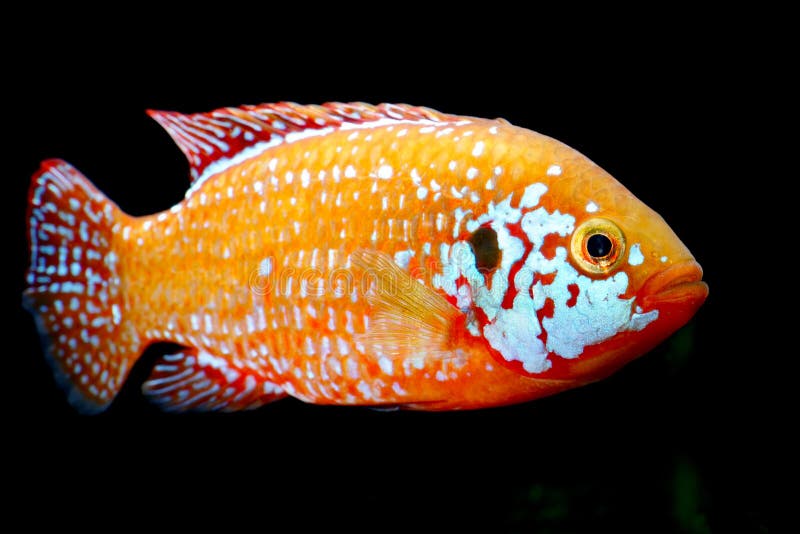 Letourneuxi Africain De Hemichromis De Jewelfish Photo stock - Image du ...