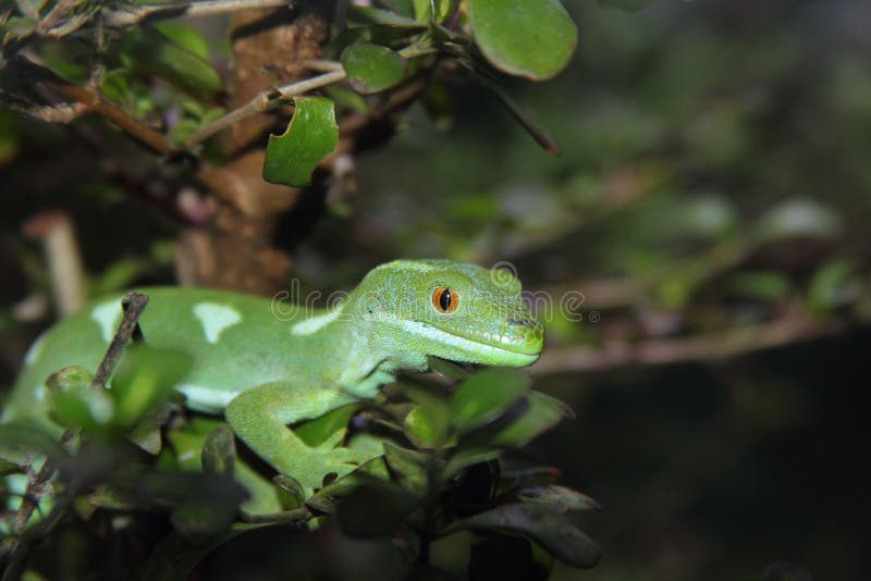 Jewelled Gecko stock photo. Image of gecko, forest, hidden - 20096612