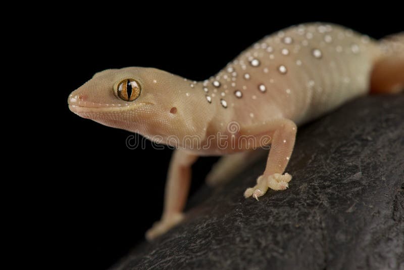 Jewelled Gecko Strophurus Elderi Stock Photo - Image of blooded, tail ...